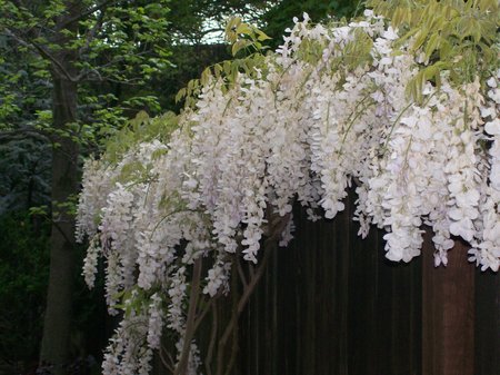 CITYSCAPES® Landscaping LLC